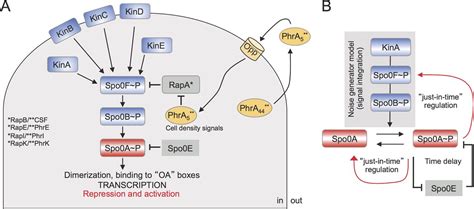 Sporulation During Growth In A Gut Isolate Of Bacillus Subtilis