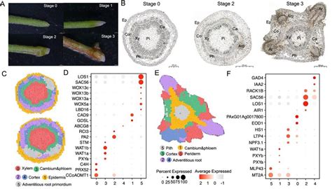 📍spatial Transcriptome Analysis Reveals De Novo Regeneration Of Poplar