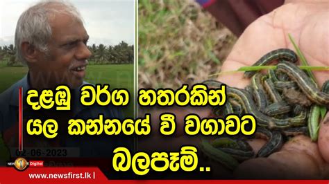 දළඹු වර්ග හතරකින් යල කන්නයේ වී වගාවට බලපෑම් යල කන්නයේ වී වගාව බරපතළ අවදානමක Youtube