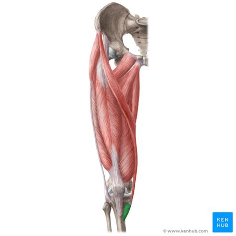 Pes Anserinus Bursitis Physiopedia