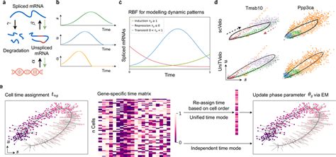 Illustration Of Unitvelo For Modelling Of Transcription Dynamics And Download Scientific