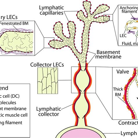 Morphology And Structure Of Afferent Lymphatics Afferent Lymphatics
