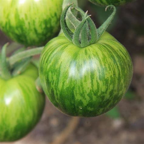 Green Zebra Tomato The Refreshing Zingy Touch Picantespt