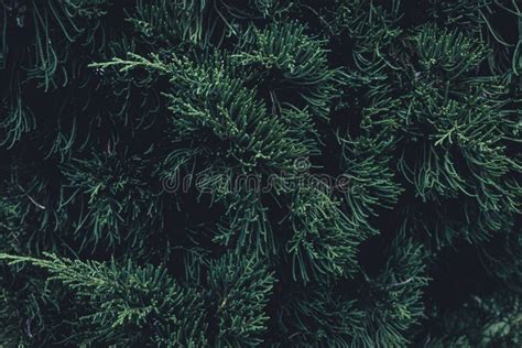 Concept Of Pine Leaves Dark Green Texture Abstract Tropical Leaf Nature