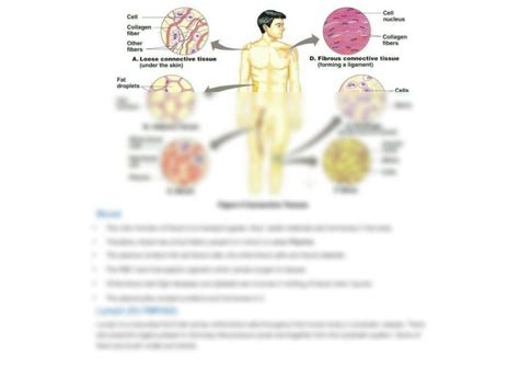 Solution Tissues In Human Body Notes Studypool