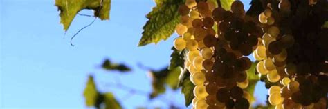 Треббьяно (Trebbiano) - VINO.UA - Интернет-магазин вина и крепкого алкоголя