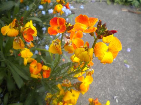 What Do Wallflowers Look Like At Edna Cox Blog