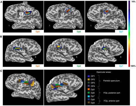 Frontiers Cytoarchitectonic Mapping Of The Human Frontal Operculum