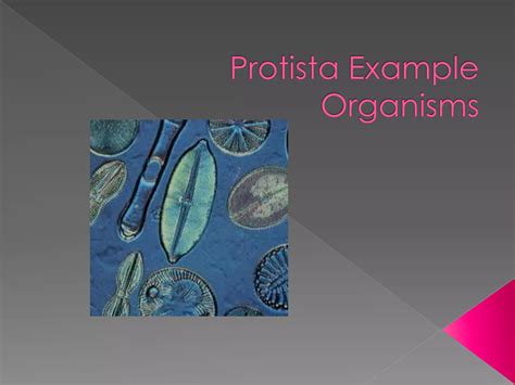 Protista Example Organisms Ppt