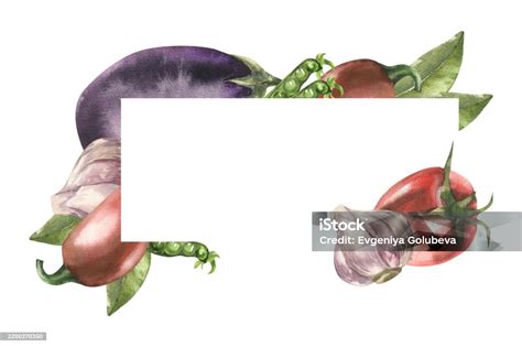 복사 공간 수채화 그림이 있는 신선한 야채 배너 비건 음식 절연 프레임 가지 후추 토마토 마늘 및 월계수 잎 메뉴 포장 라벨 로고 디자인 가을에 대한 스톡 벡터 아트 및