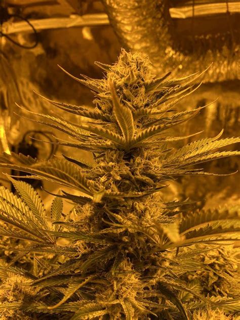 Skywalker Og Strain Skywalker Og Seeds Feminized Og Skywalker