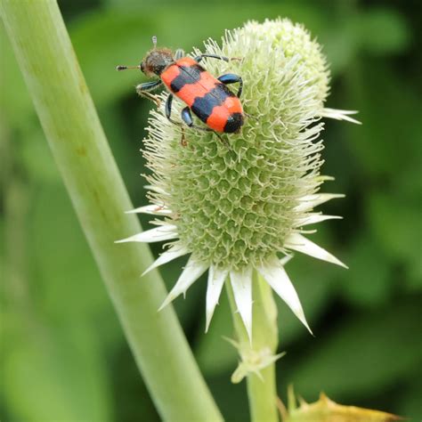 Bee Eating Beetle Trichodes Apiarius