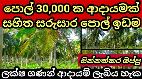 Coconut Land Land For Sale In Sri Lanka Aduwata Idam Pol Idam Agriculture Land House For