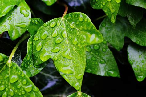 무료 이미지 자연 잎 식품 녹색 생기게 하다 야채 여자 이름 식물학 등산가 플로라 똑똑 떨어지는 물방울 소리 닫다 매크로 사진 꽃 피는 식물