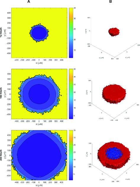 The Cellular Automaton Model Of Sclc Growth And Necrosis A Growth Of Download Scientific
