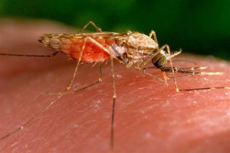 Cheaper Malaria Vaccine Recommended By The Who New Scientist