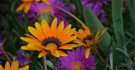 Shtepia E Bletes Marku Bleta Dhe Sëmundjet E Saj