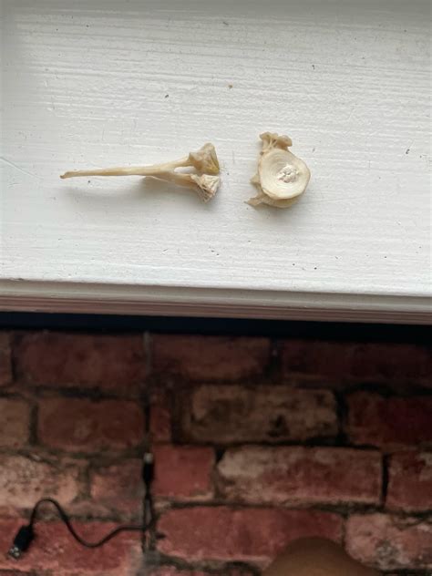What Bone Is This Found On A Beach R Bonecollecting