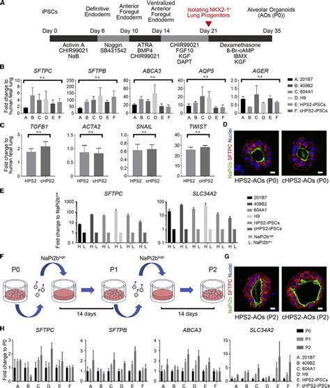 Generation Of Ipsc Derived Aos And Their Expansion Based On The