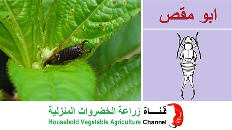 حقيقة ابو مقص Earwig Youtube