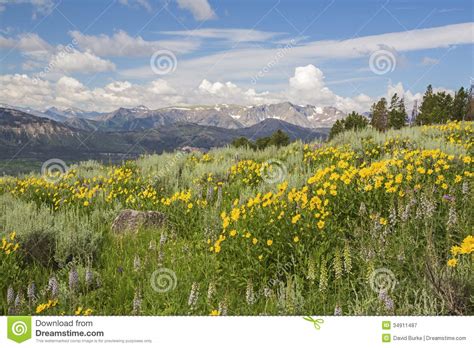 Overlaying A Transparent Over Picture Box Vb Net Stack Overflow