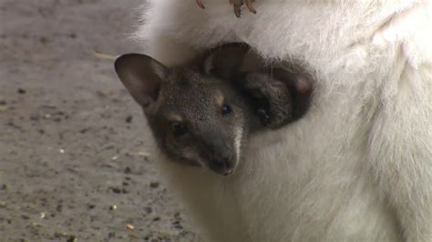 Video Smeđa Beba Kengur U Beloj Torbi Mame Lote