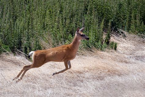 Mule Deer Running