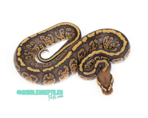 Super Grim Jedi Het Clown Ball Python By Gobbles Reptiles