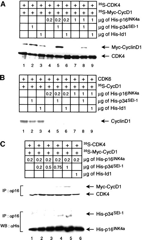 Regulation Of Cdk4 Activity By A Novel Cdk4 Binding Protein P34sei 1