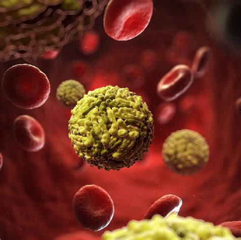 Dengue Virus Has Become More Severe Over The Past Few Decades