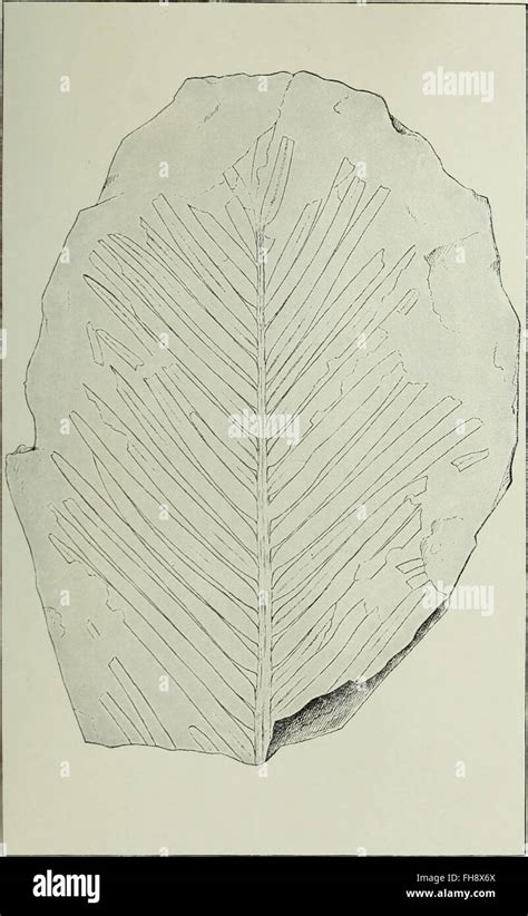 The 1898 Annual Report Of The Us Geological Survey Detailing