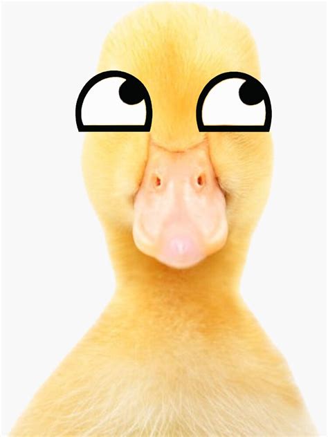 Derpy Duck Memes Duckduckjo Twitch
