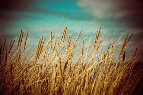 Beautiful Dry Grass And Bent Background 80 S Retro Vintage Stock