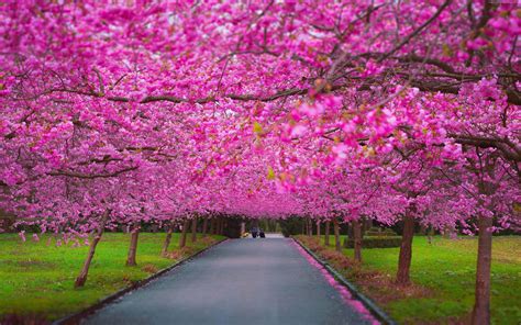 Pink Trees Wallpapers Top Free Pink Trees Backgrounds Wallpaperaccess