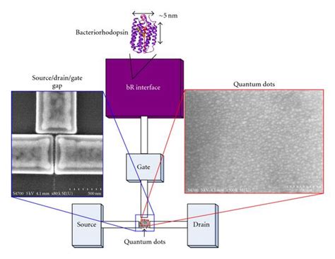 Side Gate Single Electron Transistor Coupled With Purple Membrane Download Scientific Diagram