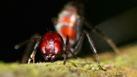 ‘exploding Ant Species Discovered In Borneo The Week