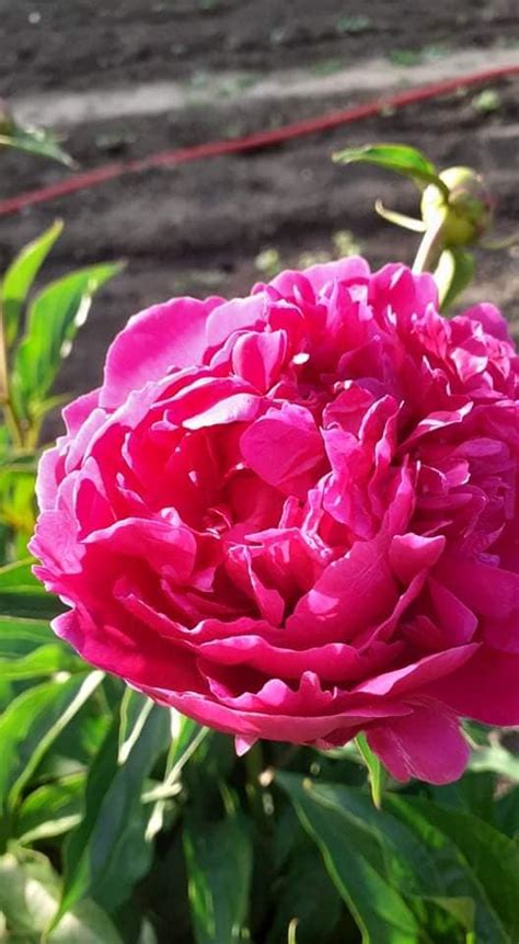 სოფლის ნობათი 🌺წითელი პიონი🌺