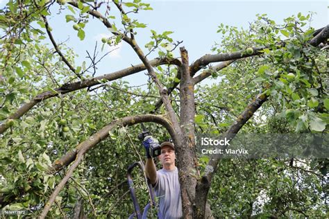 남자는 사과 나무의 부러진 가지를 자르기 위해 휴대용 전기 톱을 들고 있습니다 가벼운에 대한 스톡 사진 및 기타 이미지 가벼운 건조한 깨짐 Istock