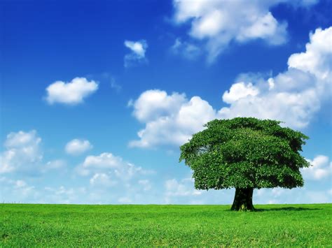 The Tree Pictures Hits All