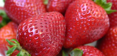 Рассада клубники и земляники