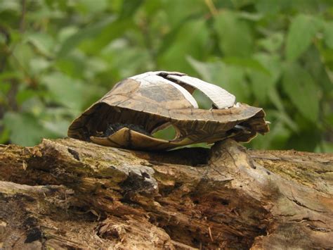 Jigsaw Puzzle Crushed Empty Turtle Shell 20 Pieces Jigidi