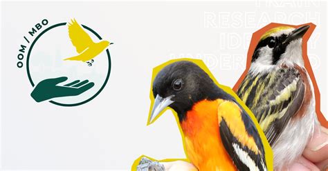 Breeding Bird Monitoring McGill Bird Observatory