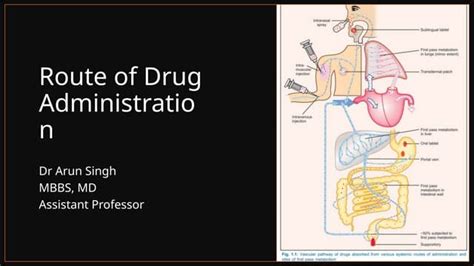 Routes Of Administration Intramuscular Versus Intradermal Injection