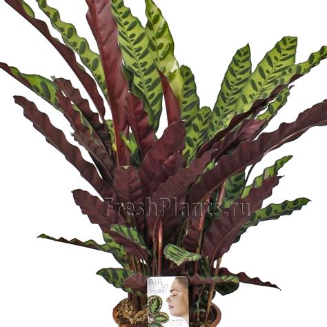 Галатея лансифолия Инсигния - купить в интернет-магазине FreshPlants.ru ...