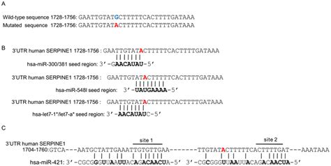 Mirna Binding Sequences In The Serpine1 3′utr Region The 3′utr Human