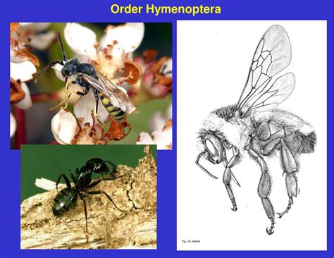 Ppt Order Hymenoptera Powerpoint Presentation Free Download Id7046211
