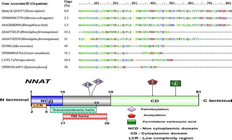 Msa Analysis Nnat 204 And The Predicted Ptm Sites By Musitedeep Of