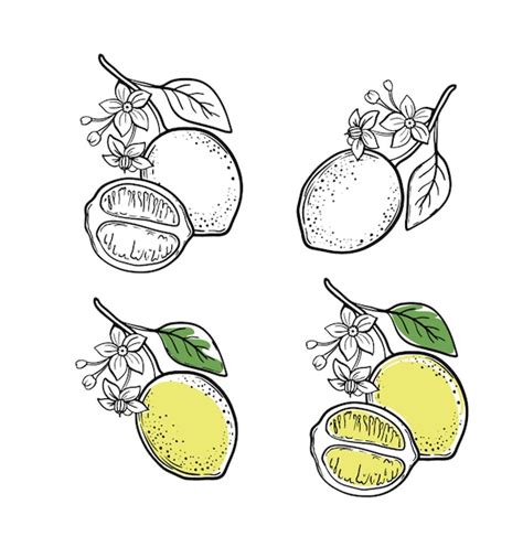 Premium Vector Lemon Set Abstract Modern Icon