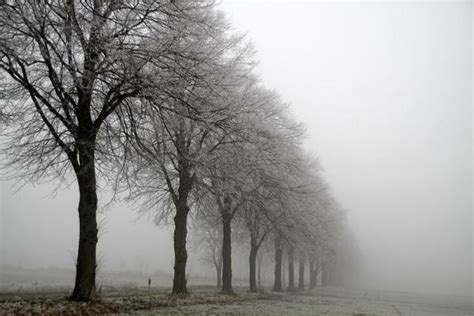 Fog Trees Stock Photos Images And Backgrounds For Free Download