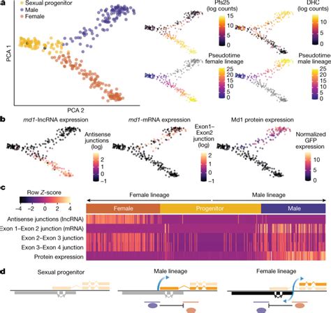 A Transcriptional Switch Controls Sex Determination In Plasmodium
